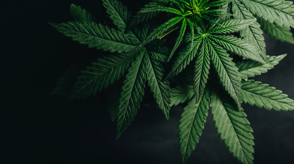 What's Marijuana? | Simmrin Law Group